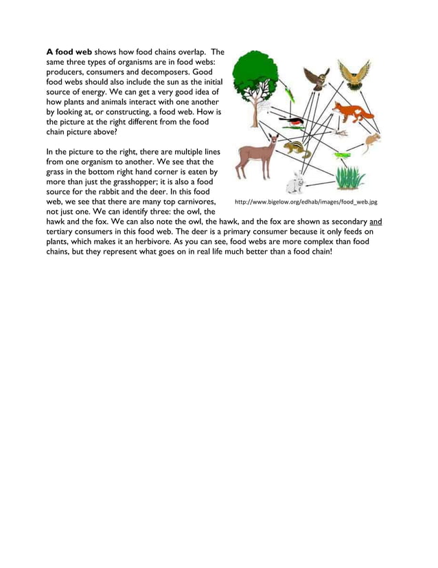 Food Chains and Food Webs Handout.pdf for grade 6 and 7 | PDF ...