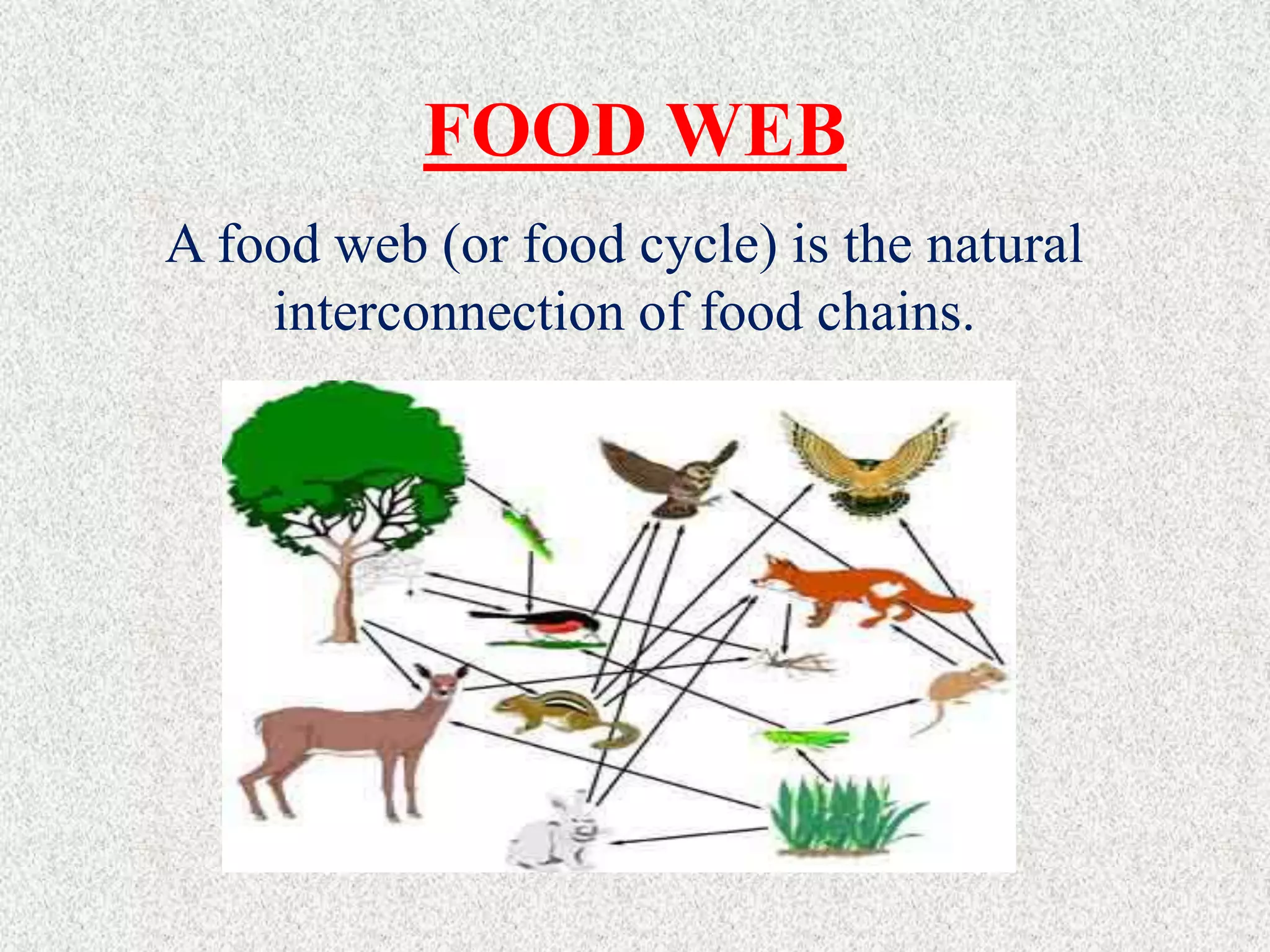 Food chains and food webs (kiana acosta) | PPT