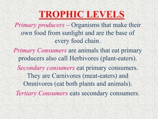 Food chains and food webs 2 | PPT