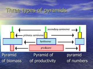 Food chains and pyramids 5 | PPT