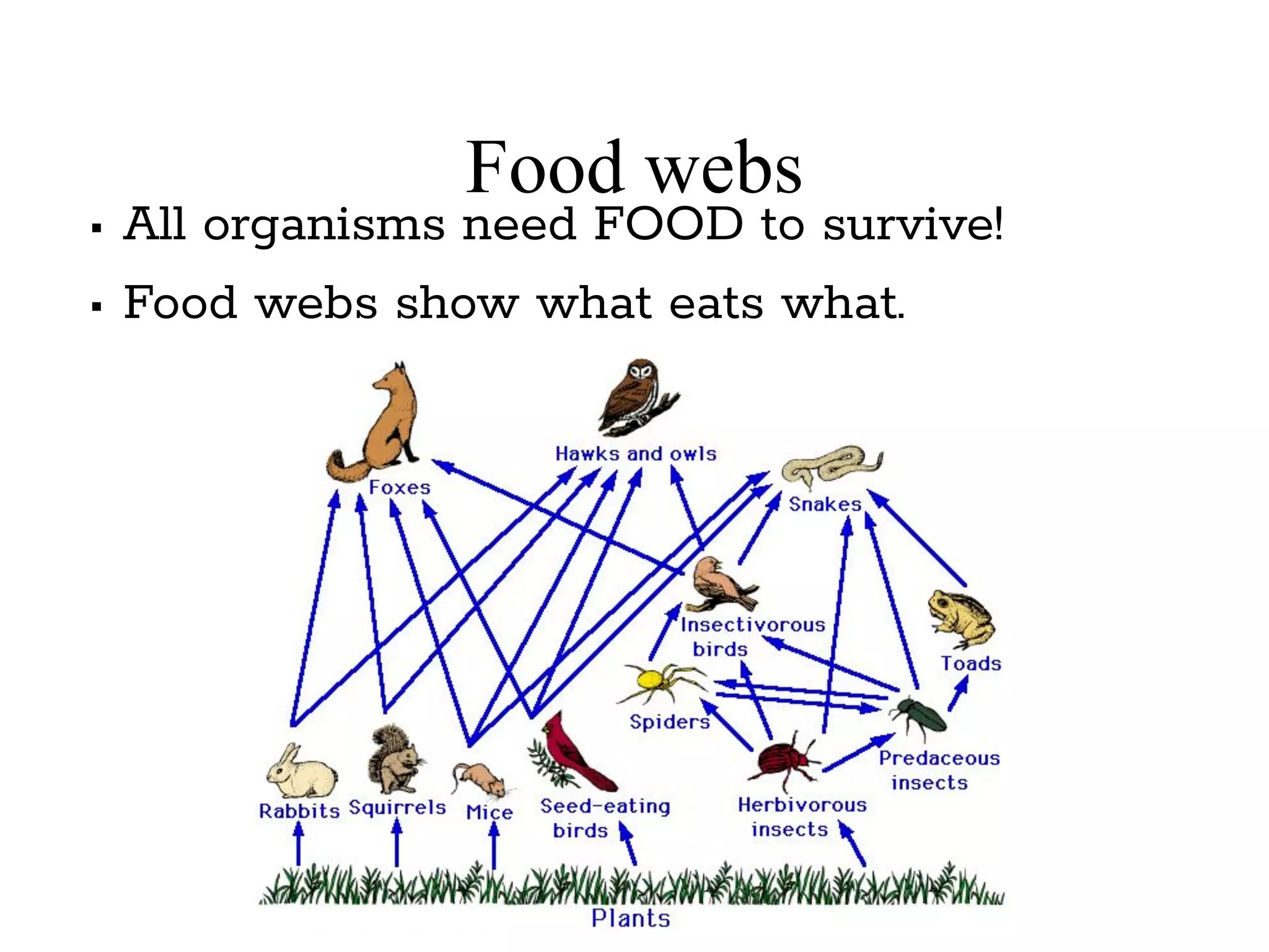 food chains and web.ppt.pdf