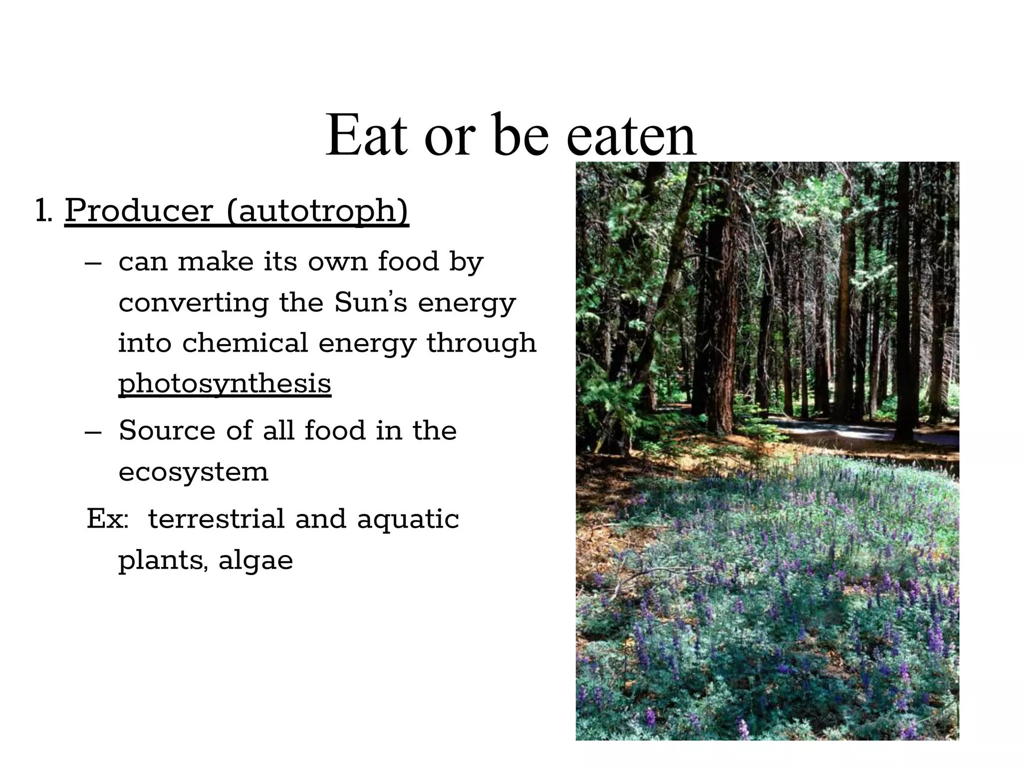 food chains and web.ppt.pdf