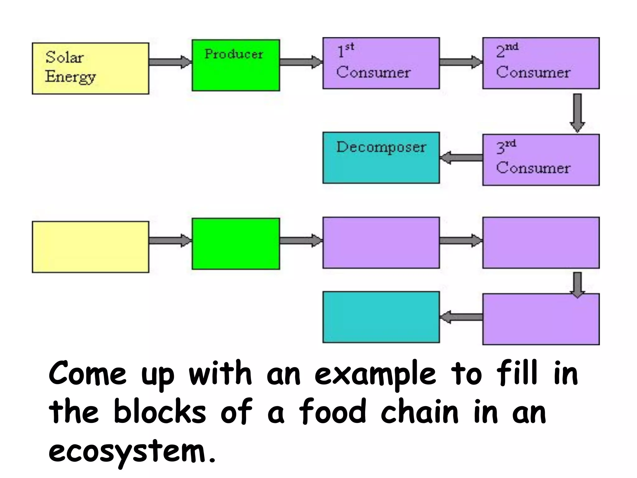 food chains and web.ppt.pdf