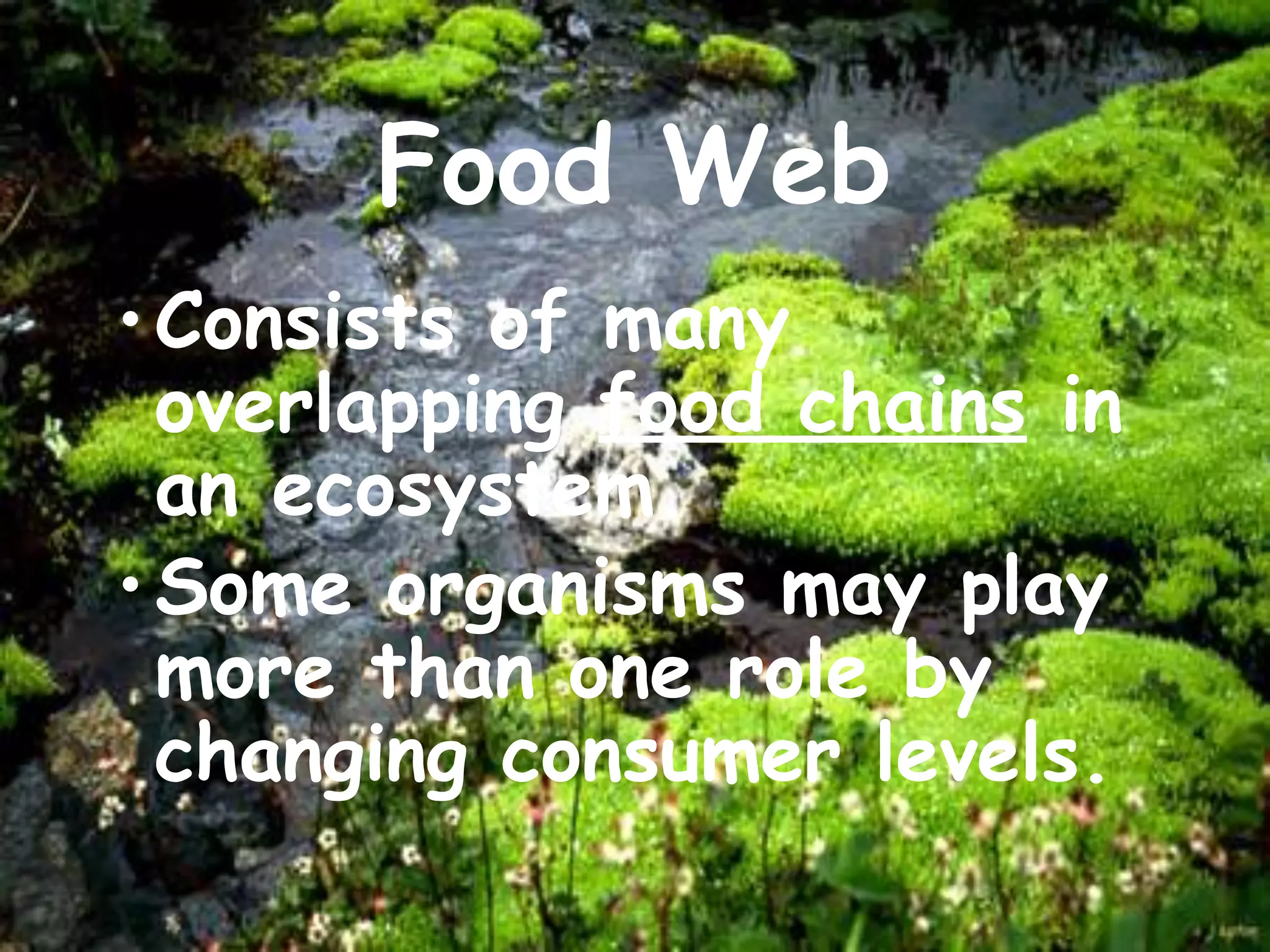 food chains and web.ppt.pdf
