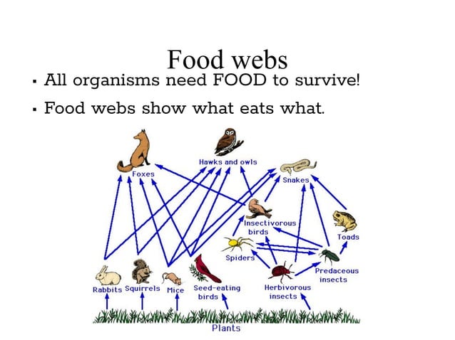 food chains and web.ppt.pdf