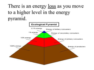 food chains and web.ppt.pdf