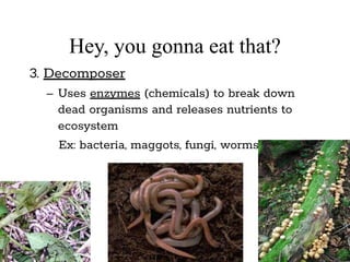 food chains and web.ppt.pdf