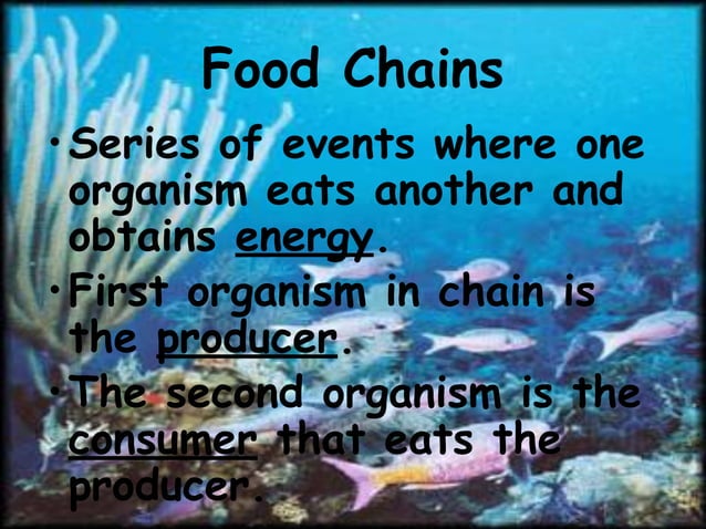 food chains and web.ppt.pdf