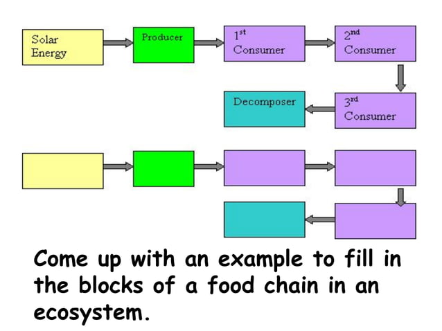 food chains and web.ppt.h pdf | PPT
