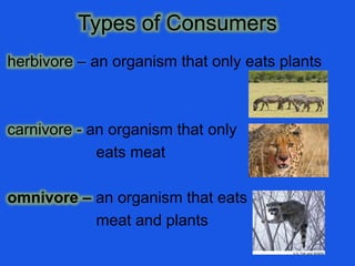 Food chains and webs powerpoint | PPT