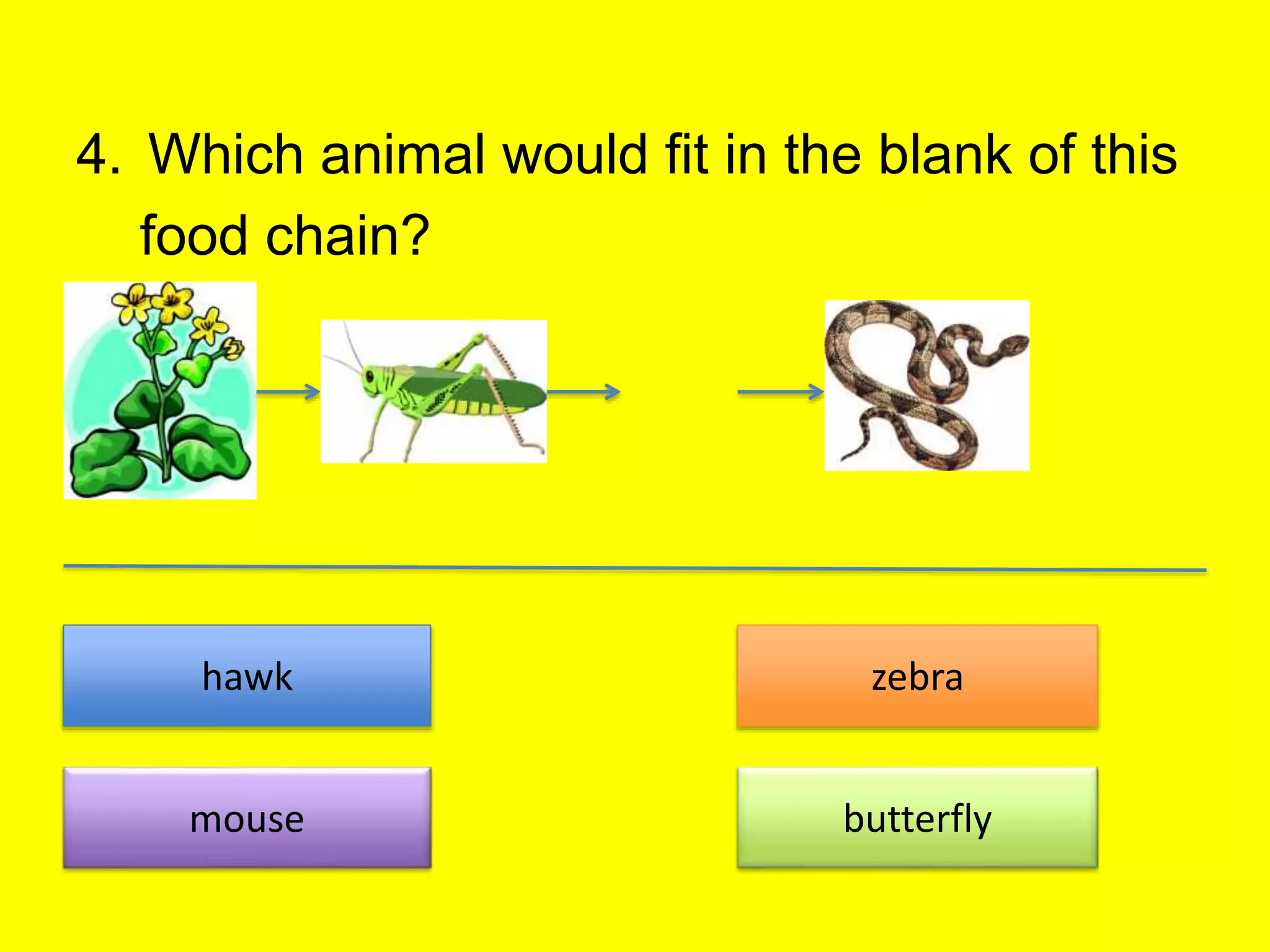 food chains and webs powerpoint.ppt