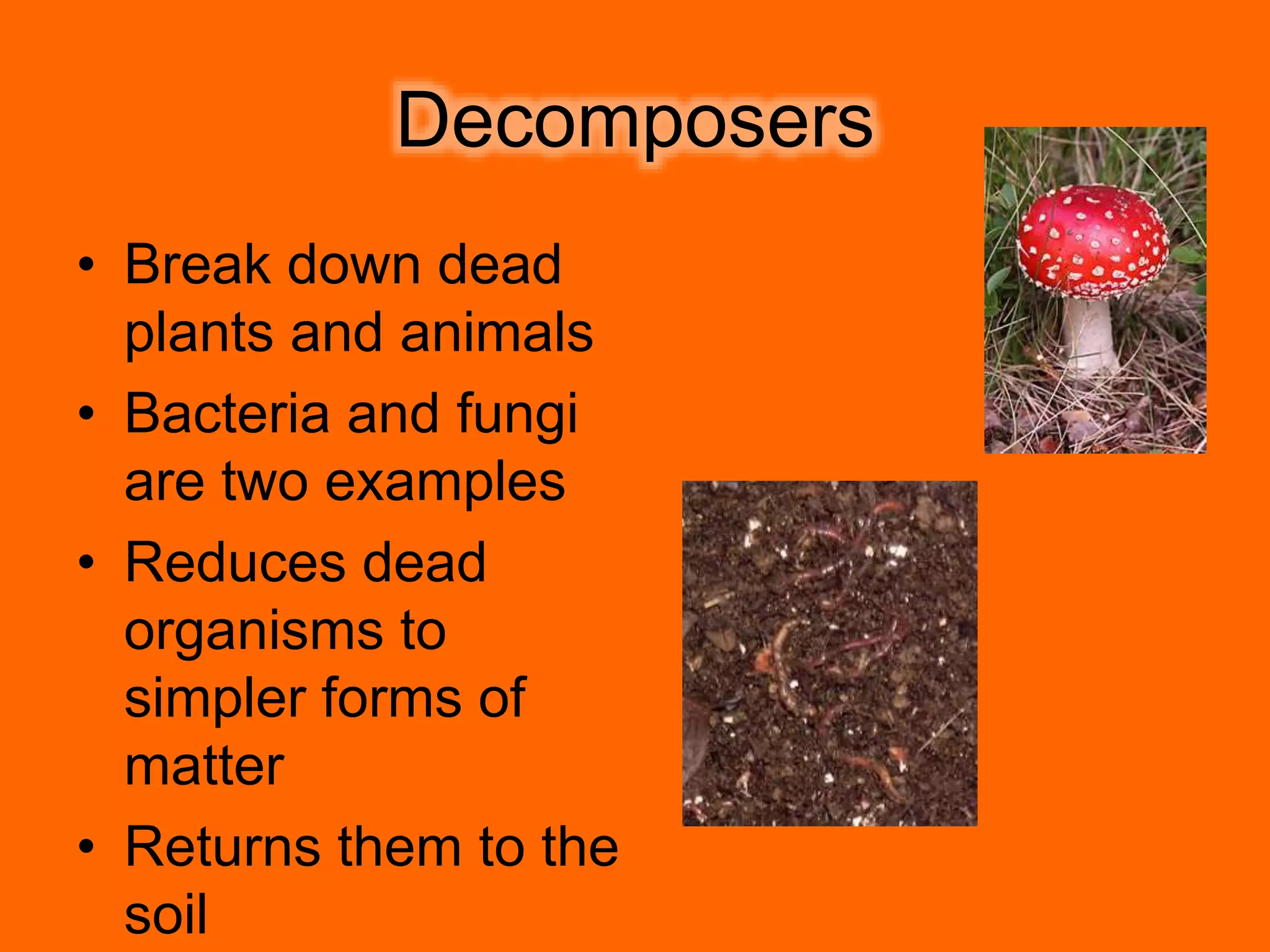food chains and webs powerpoint.ppt
