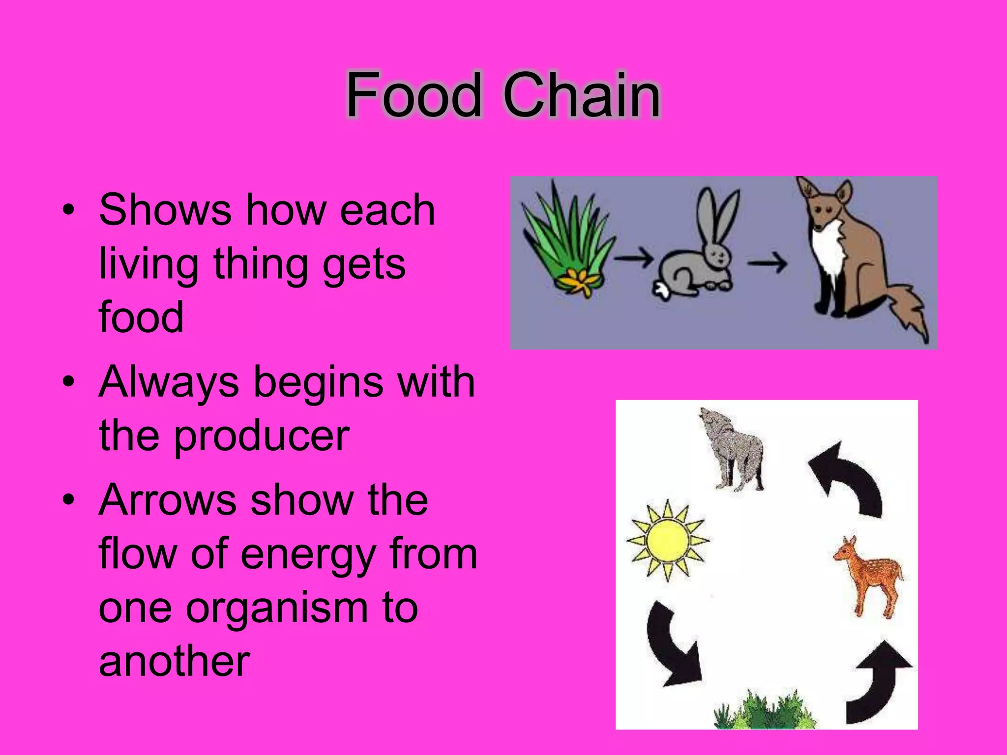 food chains and webs powerpoint.ppt