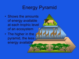 food chains and webs powerpoint.ppt