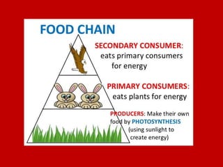 food chains and webs powerpoint.ppt