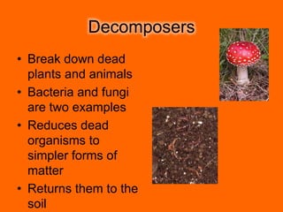 food chains and webs powerpoint.ppt