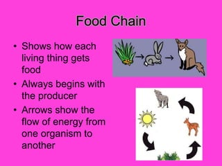 food chains and webs powerpoint.ppt