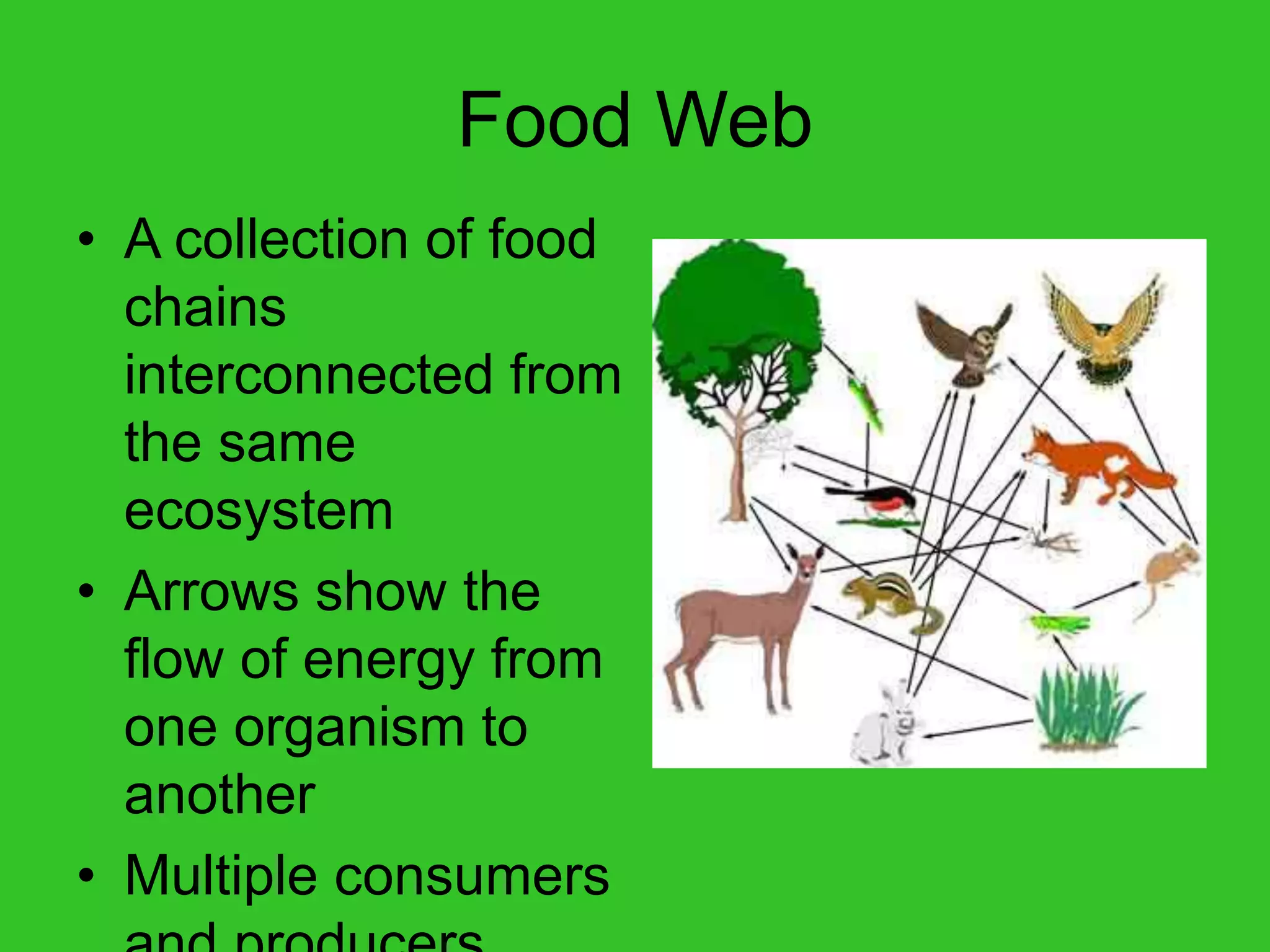 food chains and webs powerpoint.ppt | Biological Sciences | Science