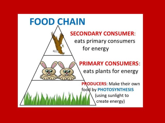 food chains and webs powerpoint.ppt