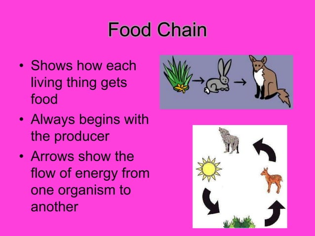 food chains and webs powerpoint.ppt