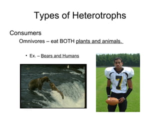 Food chains and webs presentation | PPT