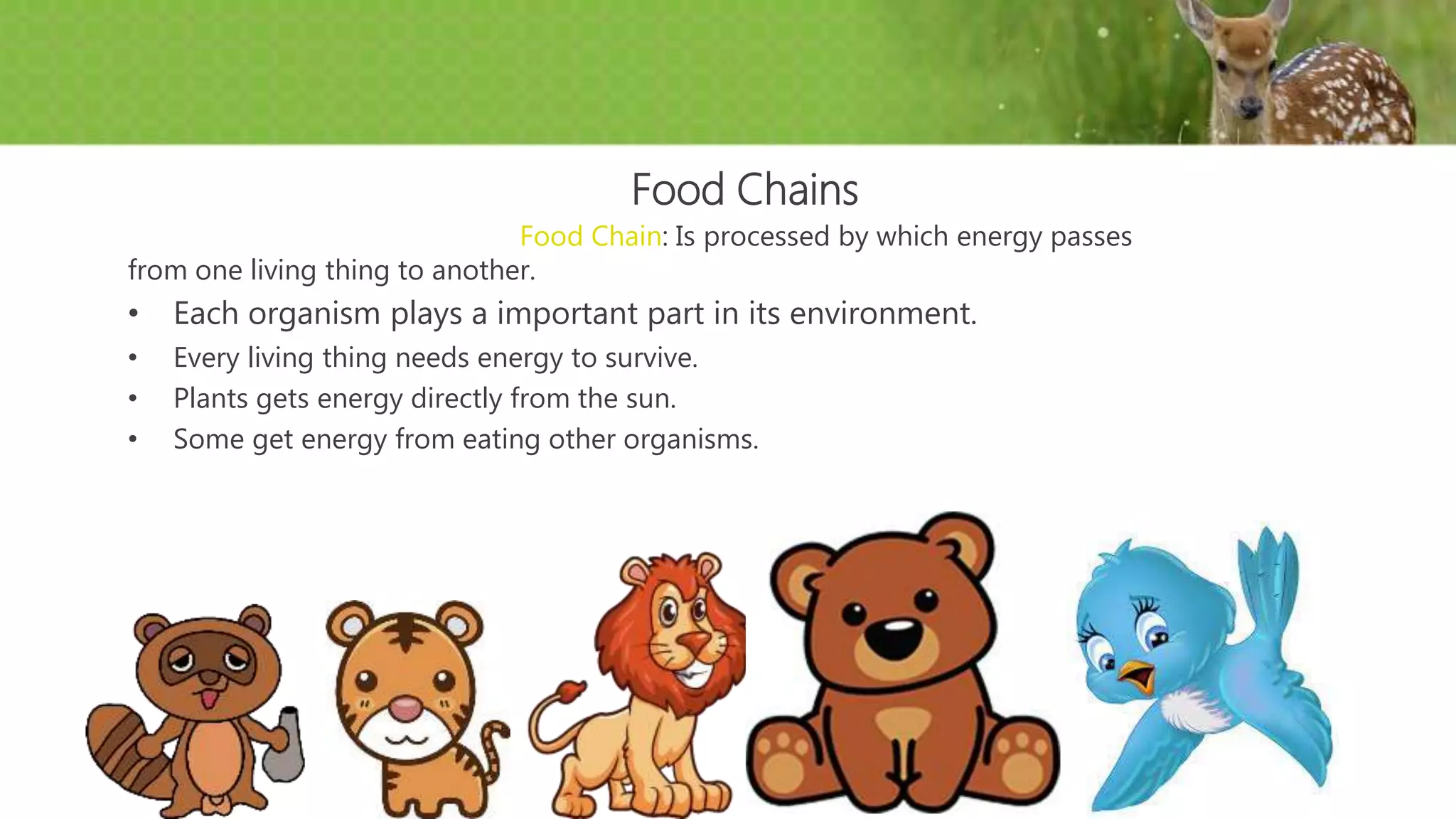 Food chains by Ammar Raed | PPT