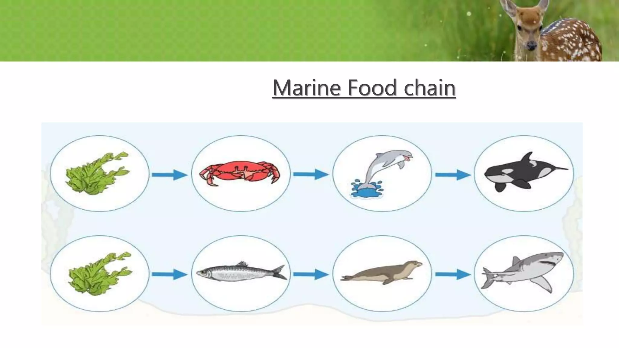 Food chains by Ammar Raed | PPT