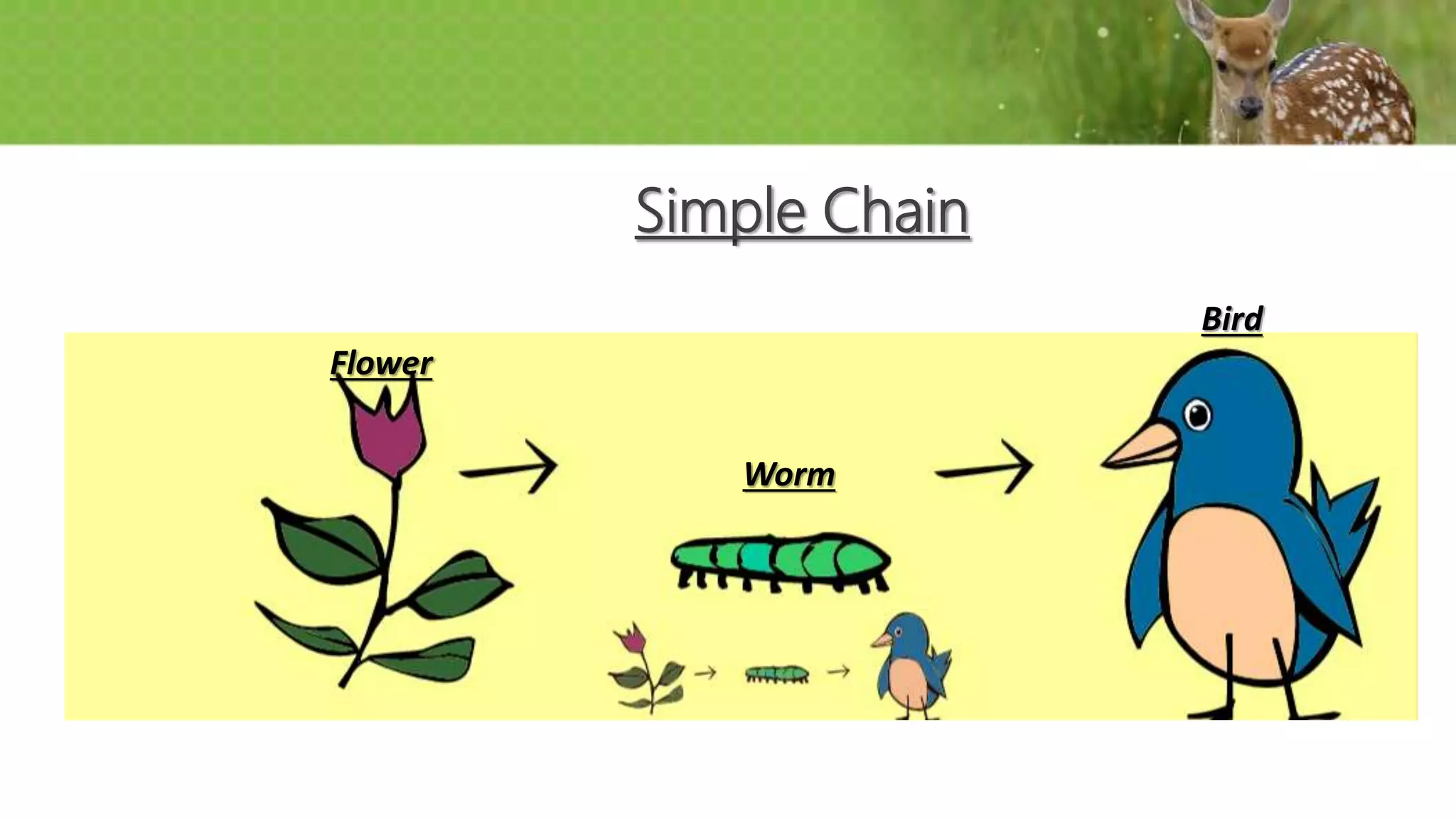 Food chains by Ammar Raed | PPT Food chains by Ammar Raed | PPT