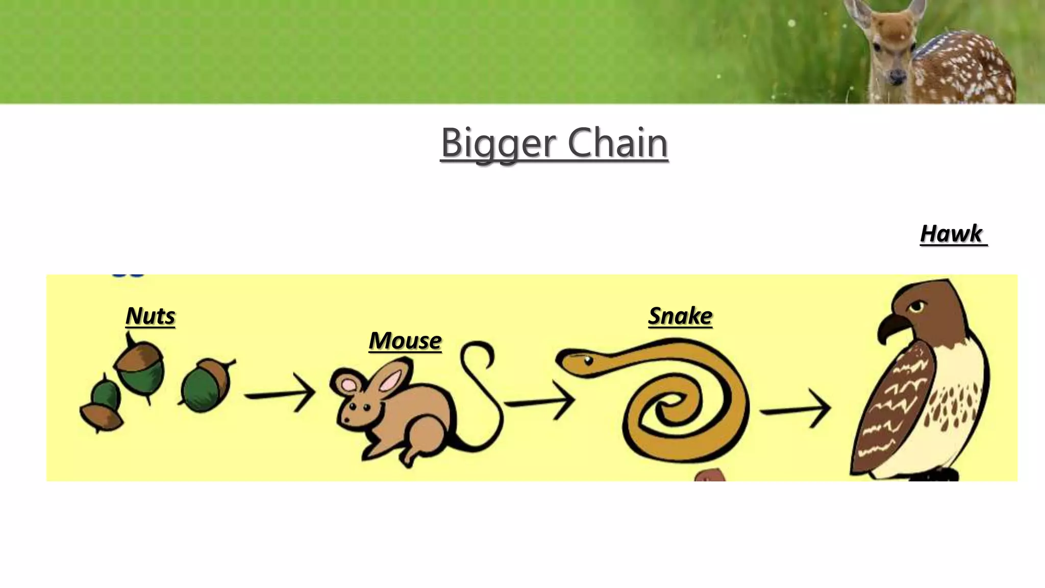 Food chains by Ammar Raed | PPTX