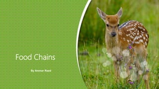 Food chains by Ammar Raed | PPT