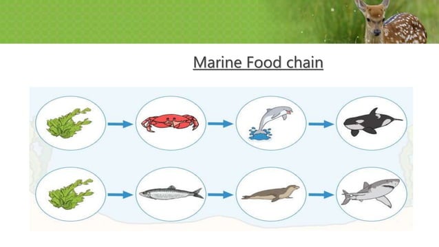 Food chains by Ammar Raed | PPTX