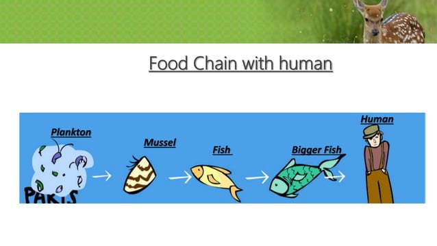 Food chains by Ammar Raed | PPT