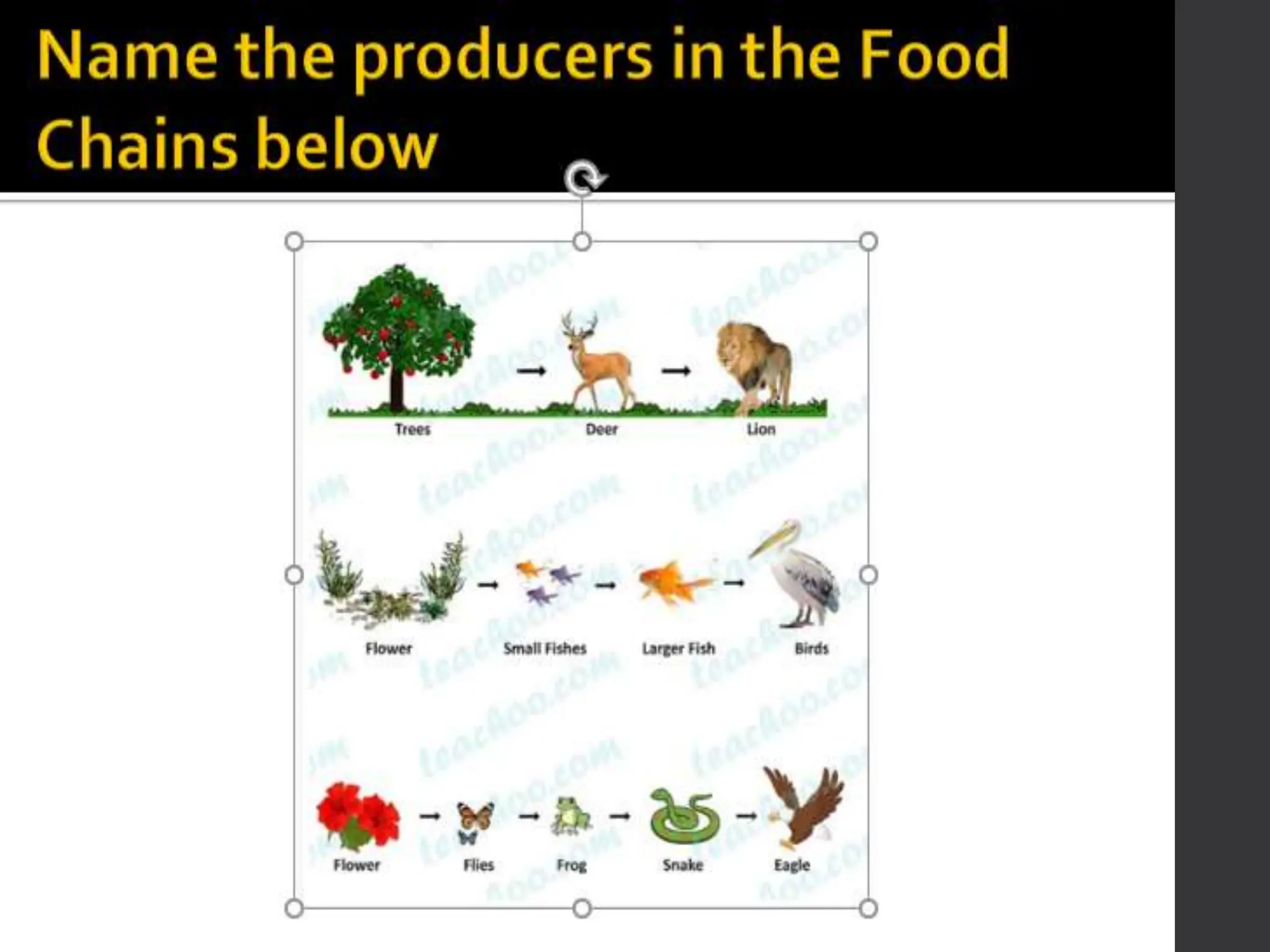 FoodChains CSEC PowerPoint Presentation for students | PPTX