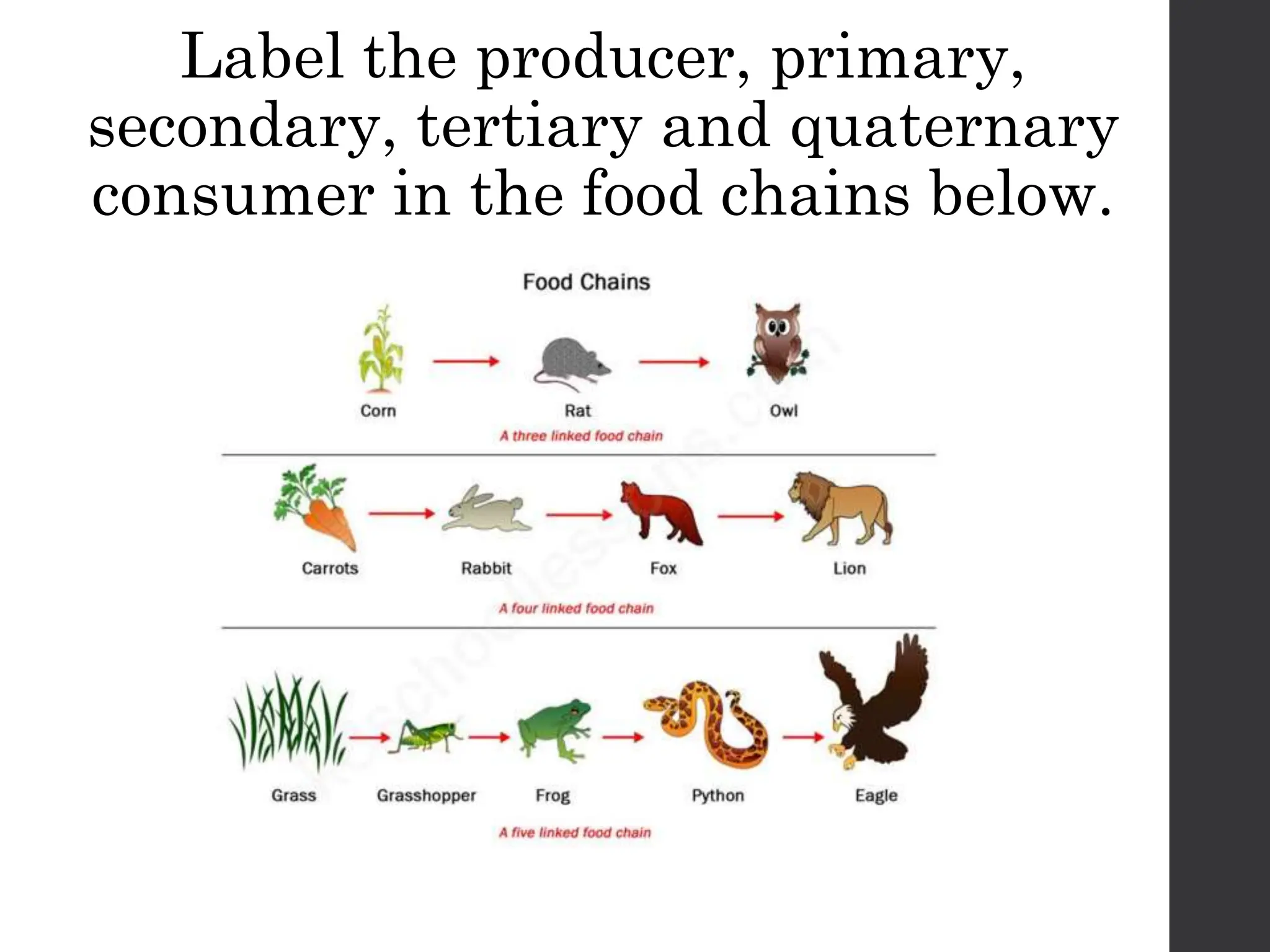 FoodChains CSEC PowerPoint Presentation for students | PPTX