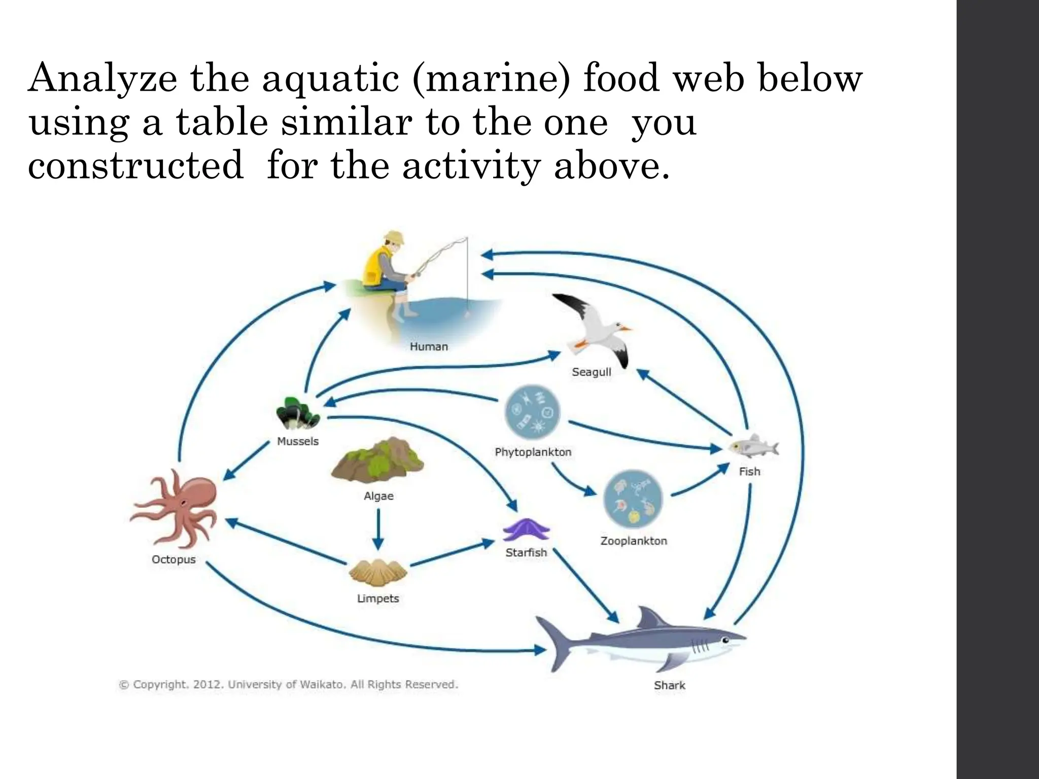 FoodChains CSEC PowerPoint Presentation for students | PPTX