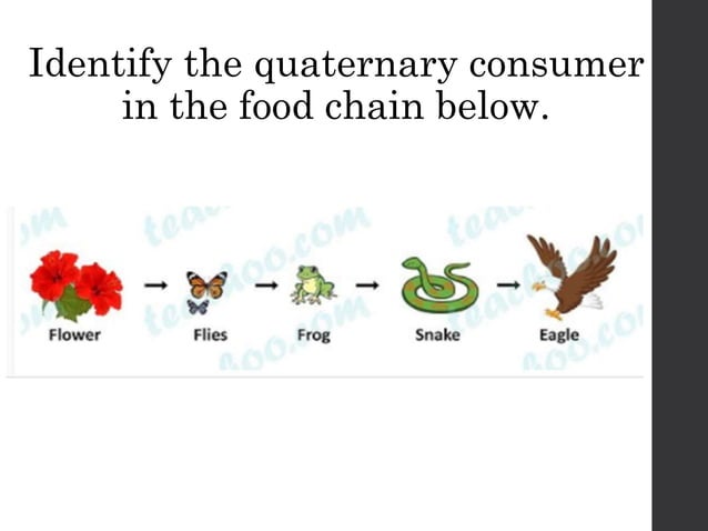 FoodChains CSEC PowerPoint Presentation for students | PPTX ...