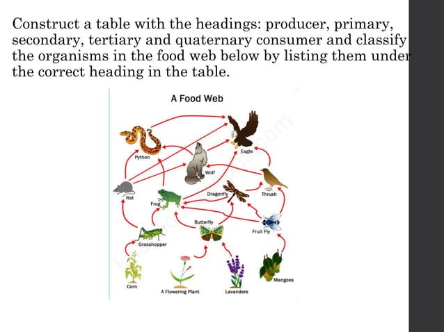 FoodChains CSEC PowerPoint Presentation for students | PPTX ...