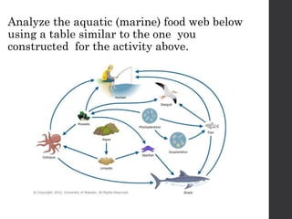 FoodChains CSEC PowerPoint Presentation for students | PPTX