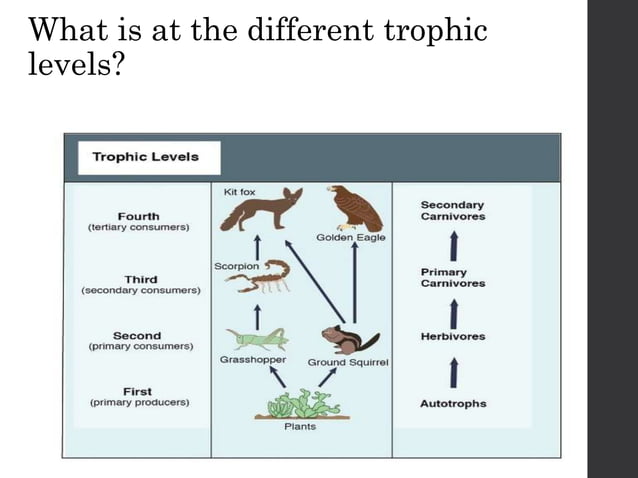 FoodChains CSEC PowerPoint Presentation for students | PPTX ...