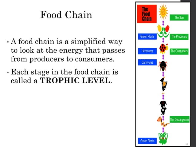 FoodChains CSEC PowerPoint Presentation for students | PPTX ...