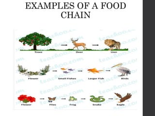 FoodChains CSEC PowerPoint Presentation for students | PPTX