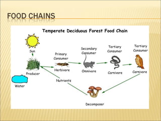 Grade 10 - Food chains, Food web and Food supply | PPT