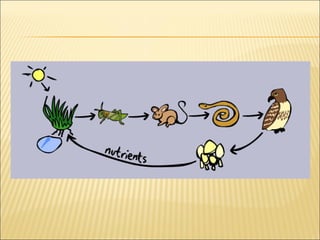 Grade 10 - Food chains, Food web and Food supply | PPT