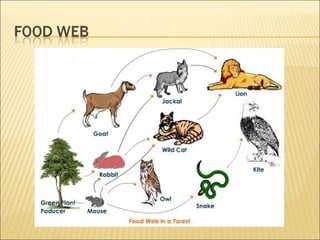 Grade 10 - Food chains, Food web and Food supply | PPT