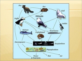 Grade 10 - Food chains, Food web and Food supply | PPT