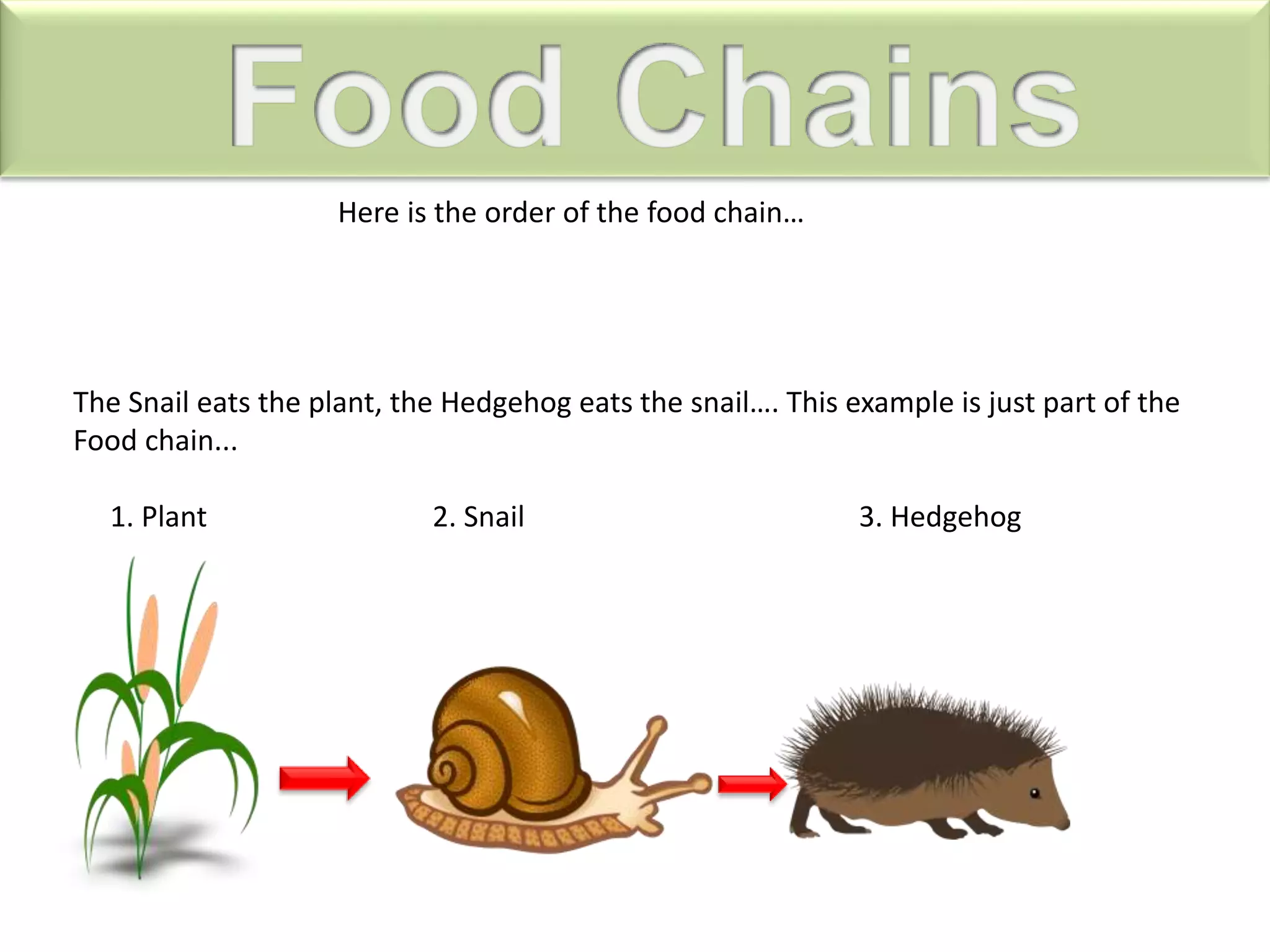 Food chain slide_1 | PPTX