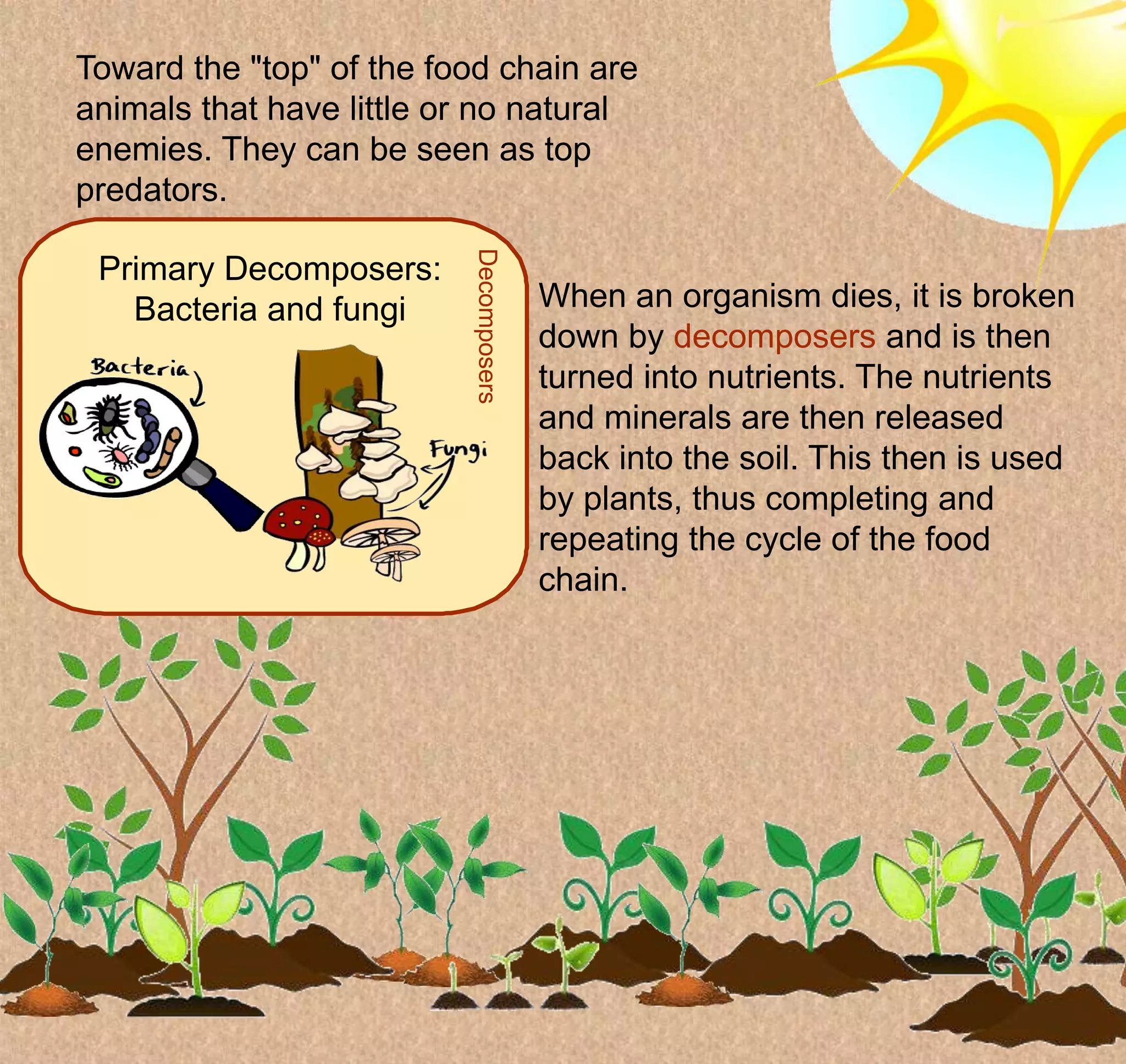 Food chain SMARTboard Lesson - Justine Foster | PPTX