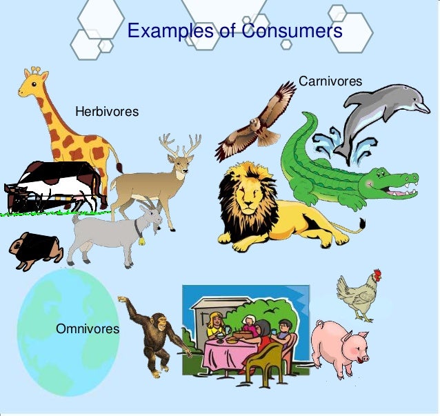 Omnivore Food Web