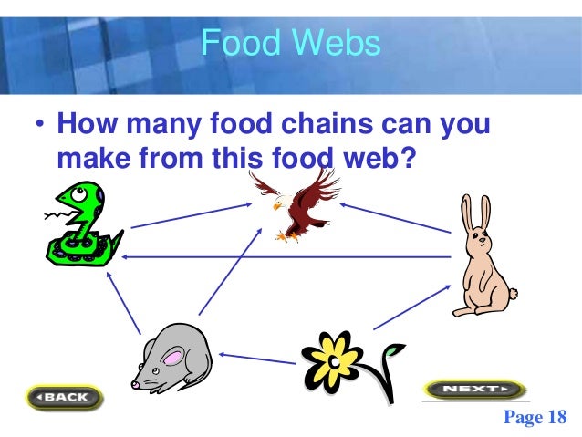 Ppt An Ocean Of Food Chains And Food Webs Powerpoint PPT Ecology