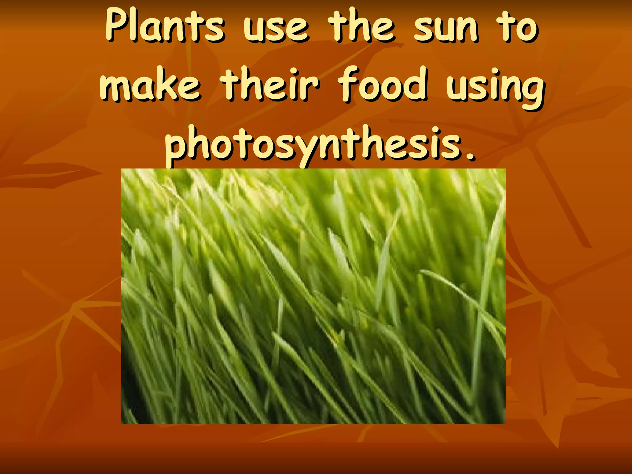 Food chains ppt for ncvps | PPT